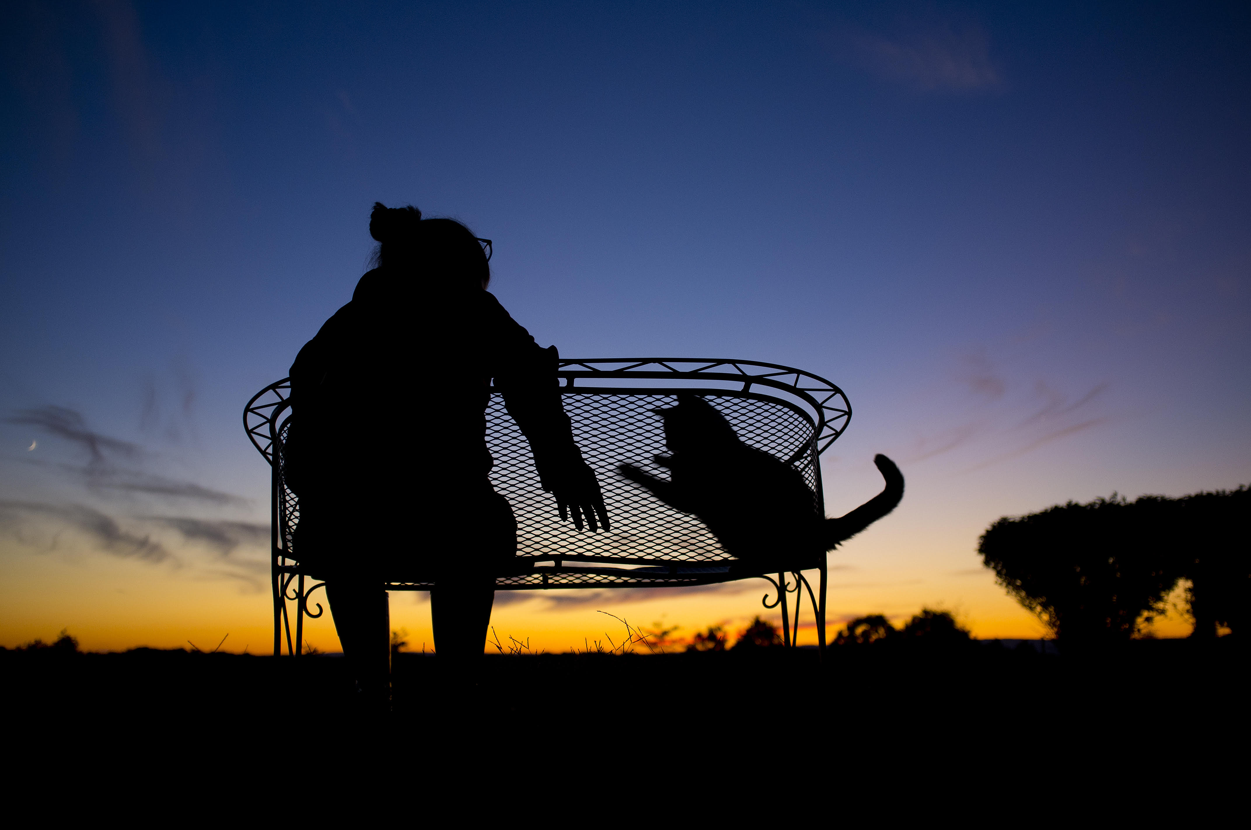 Carson the Wonder Cat! – Old town crier