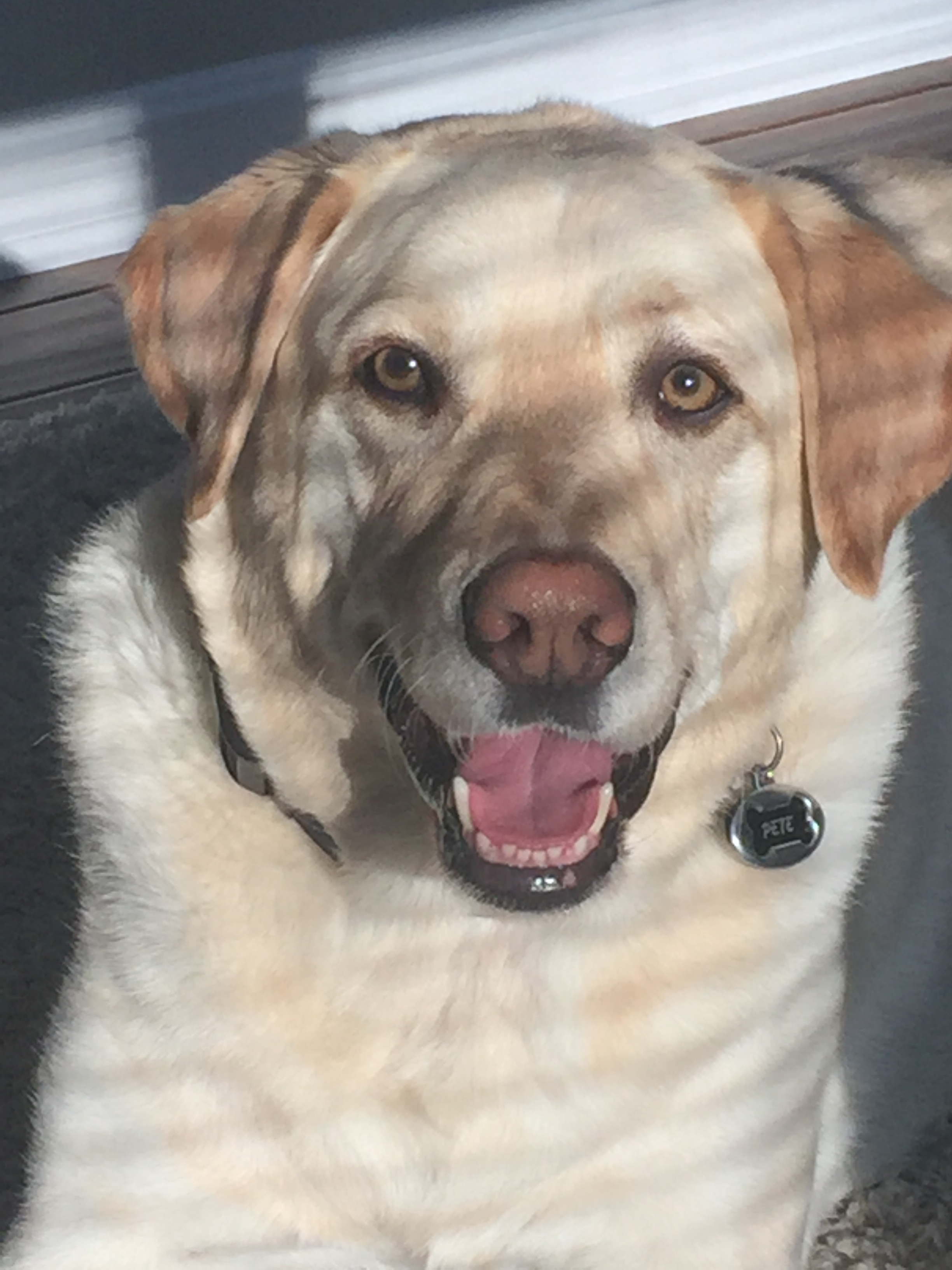 Personality Profile-Pete the Lab – Old town crier