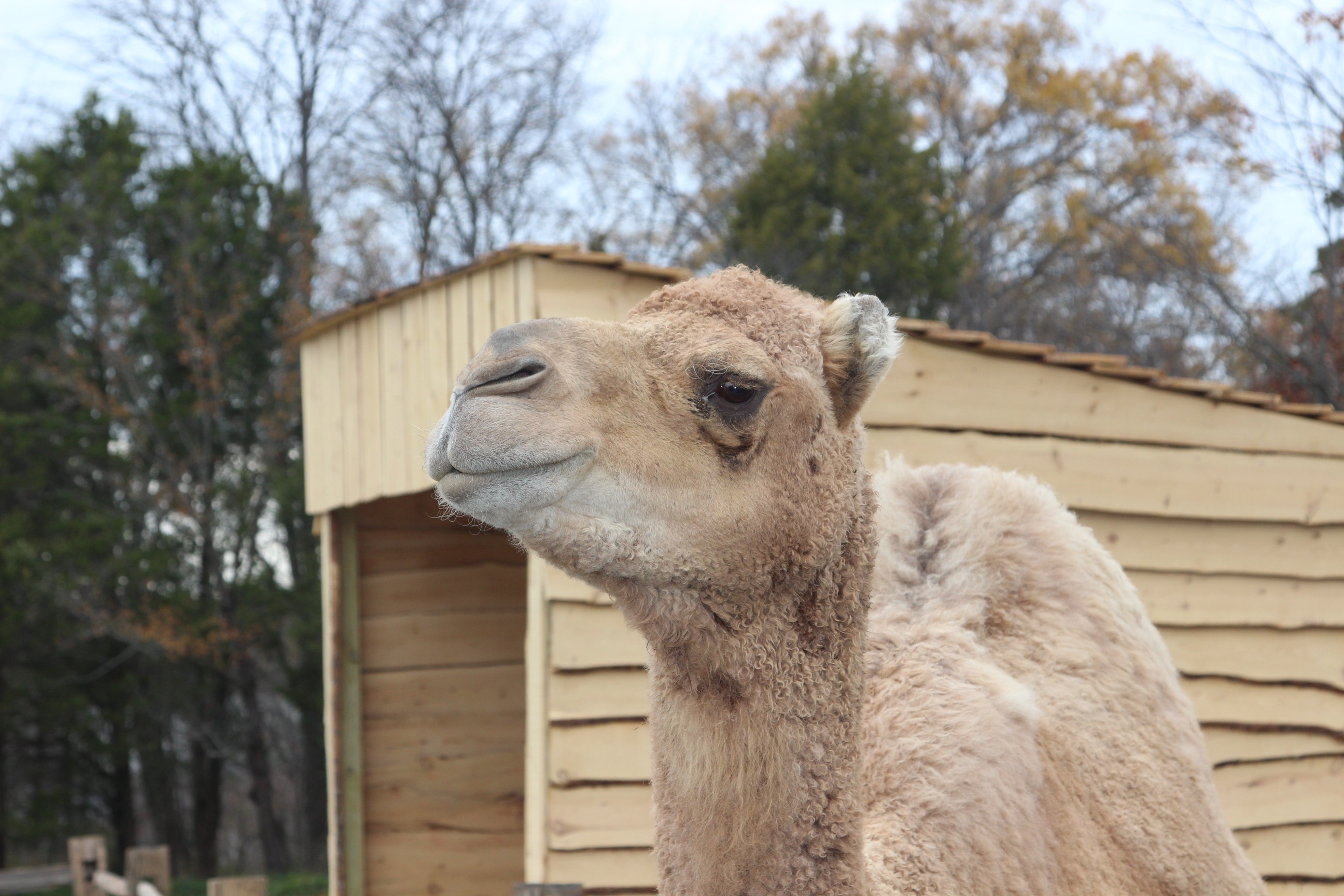 Aladdin – The Christmas Camel – Is On the Farm – Old town crier