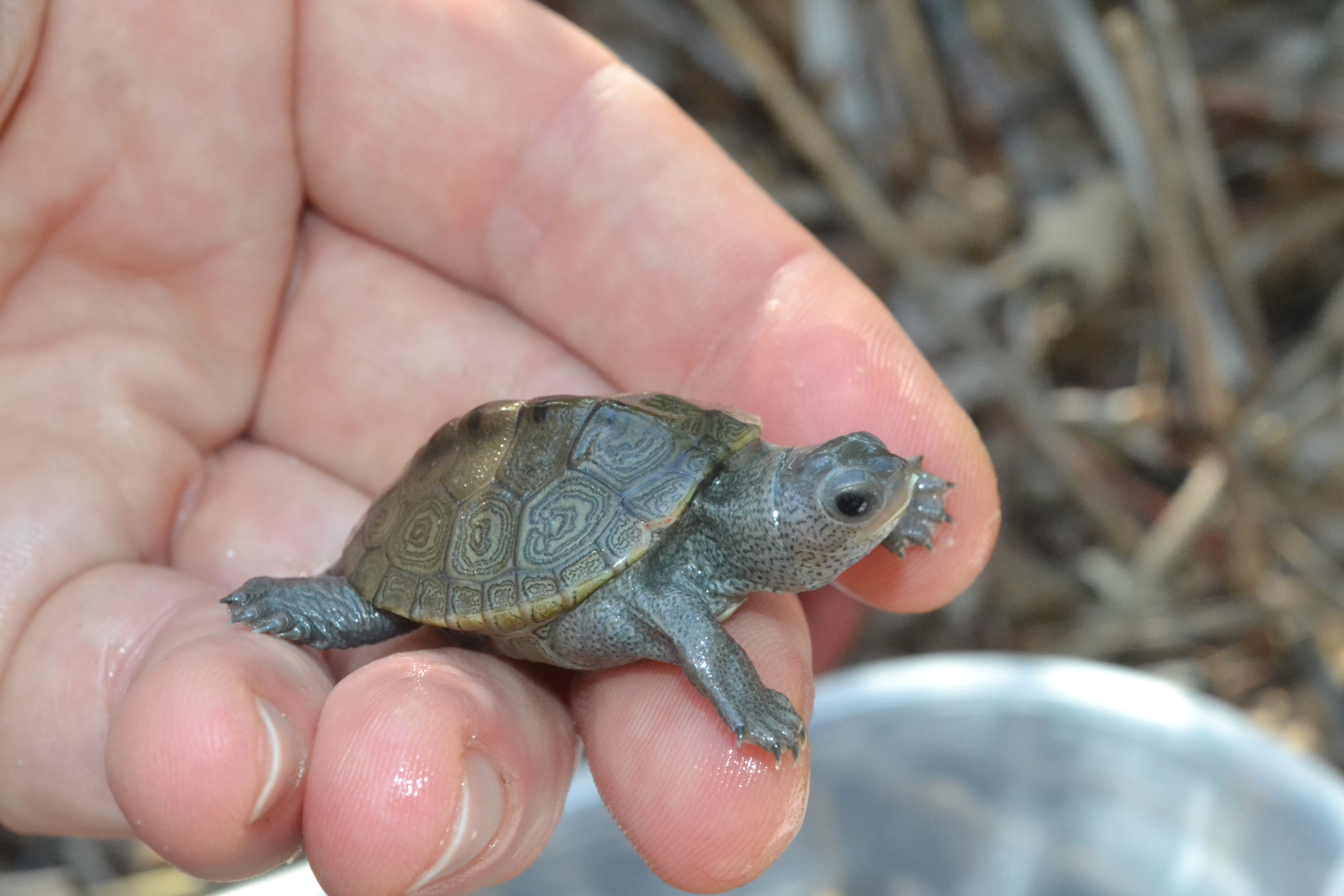 Remember the Terrapin! – Old town crier