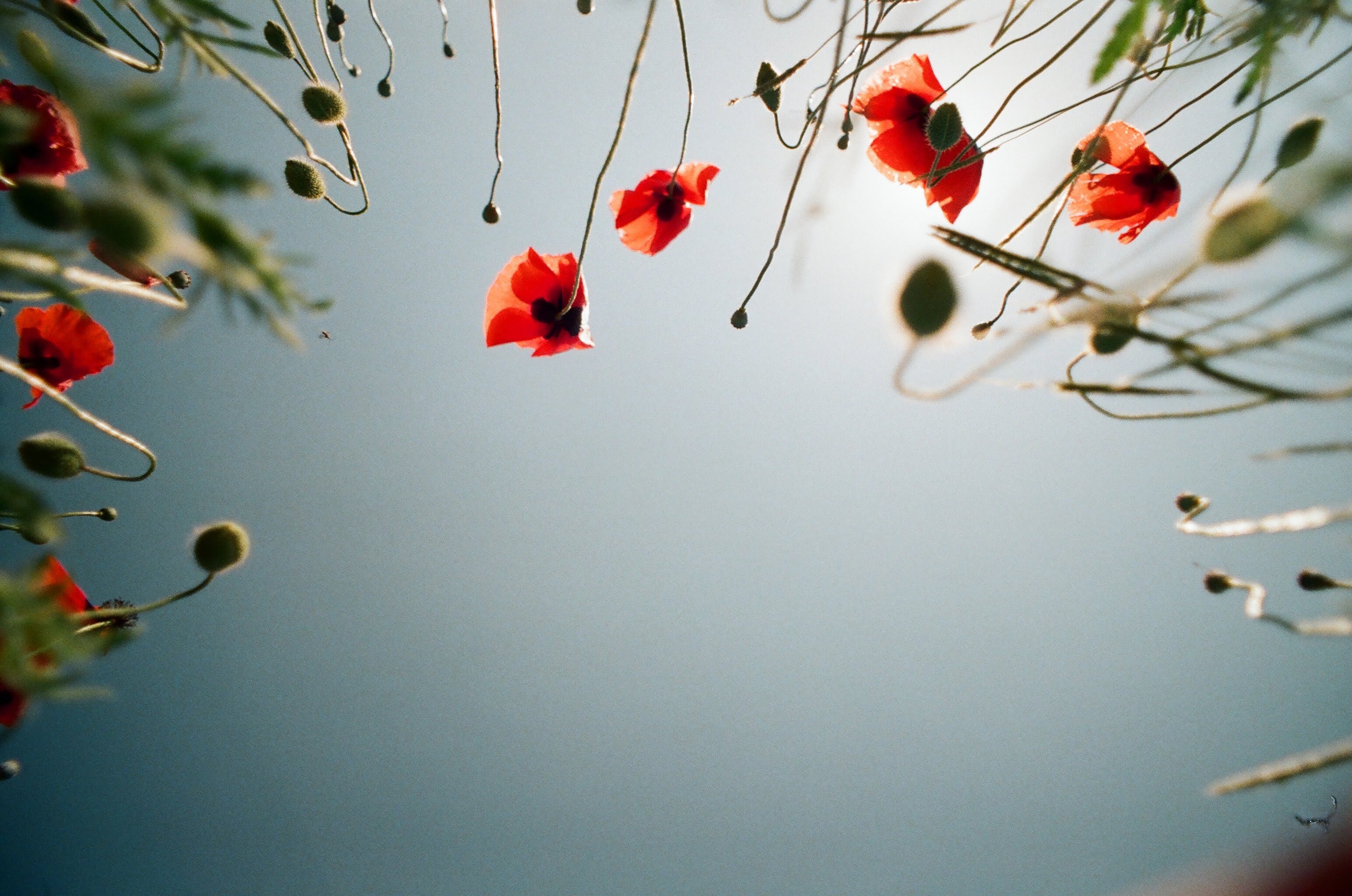 Legend of the Poppy – Old town crier