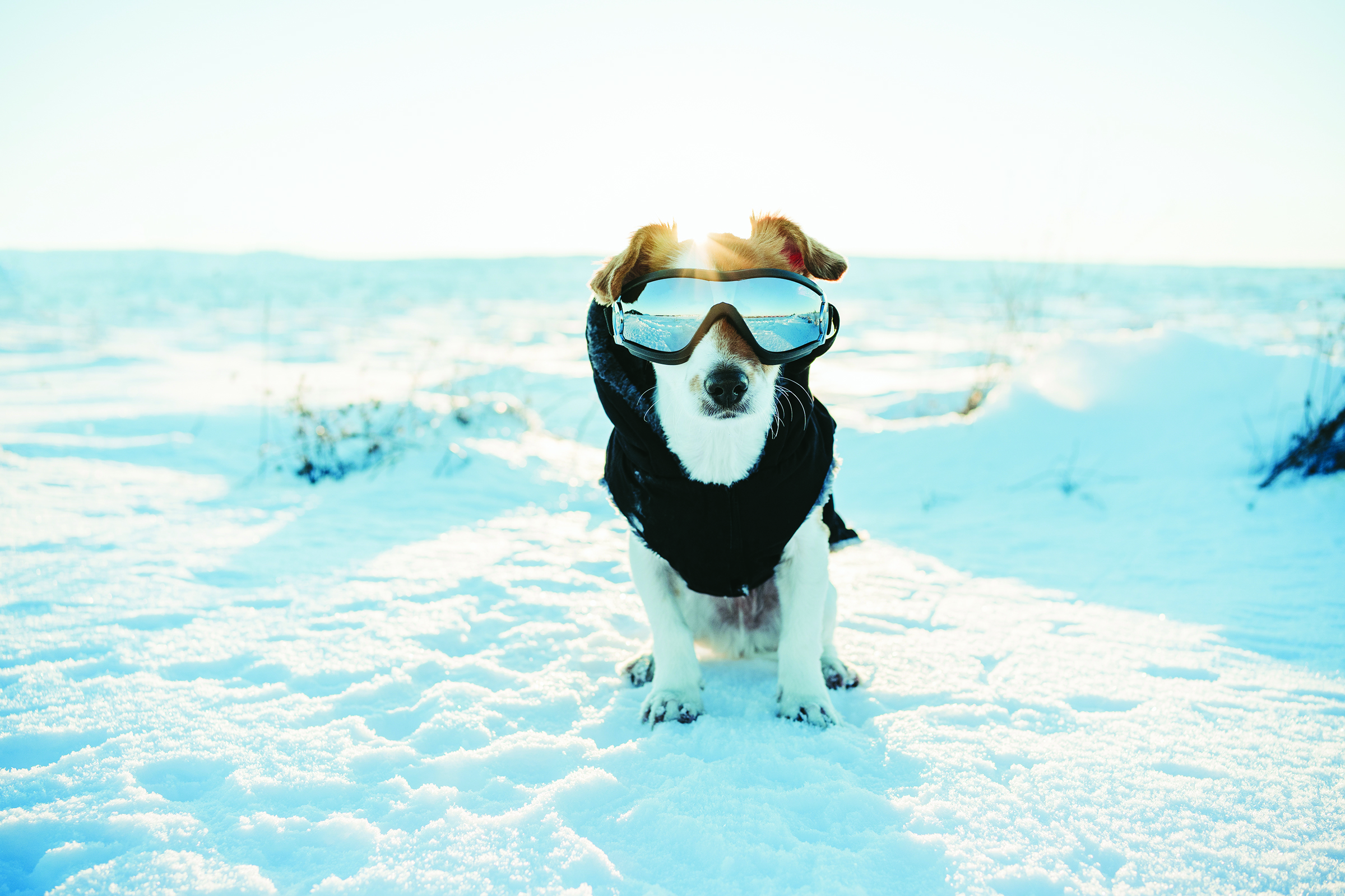 cute beautiful jack russell dog in snowy mountain wearing coat a – Old ...