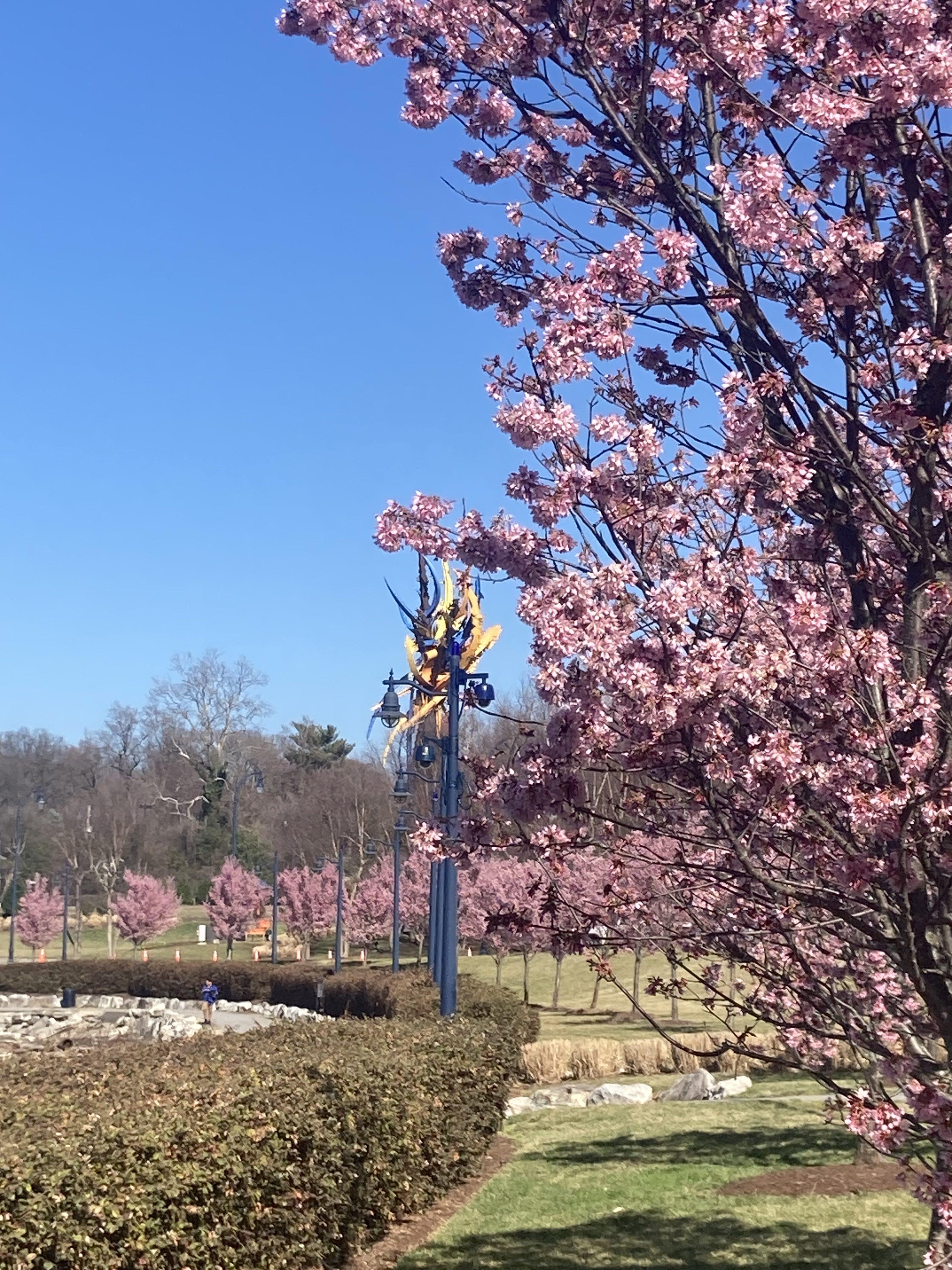 Nat Harabor-3-23 blossoms – Old town crier