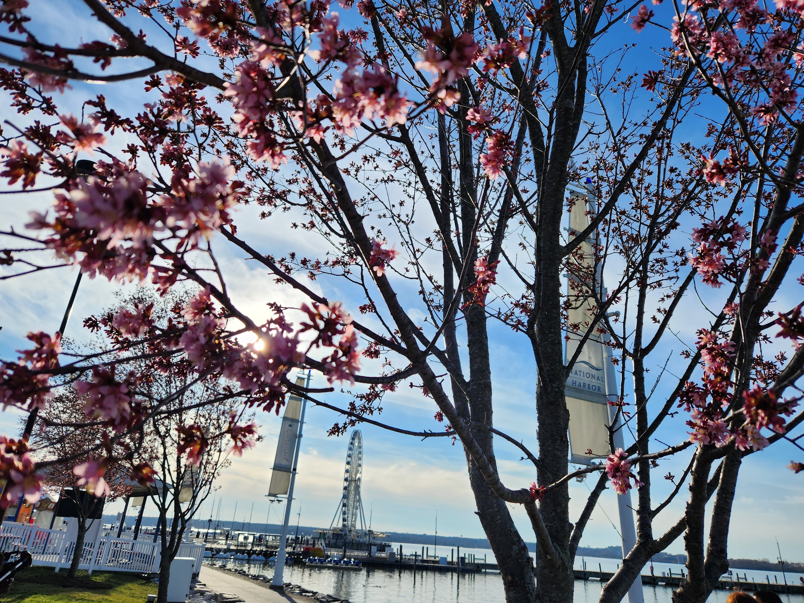 National Harbor cherry trees – Old town crier