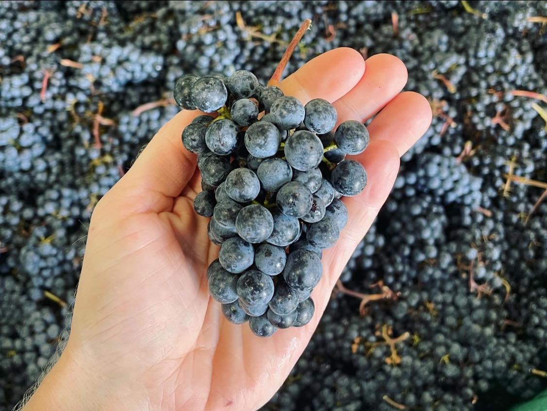 Revisiting The Norton Grape – Old town crier
