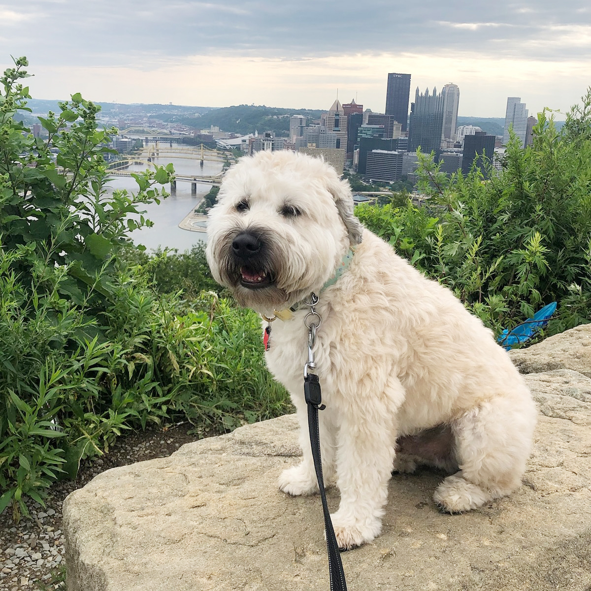 Dog Days – Crosby Long Heads to High Elevations – Old town crier