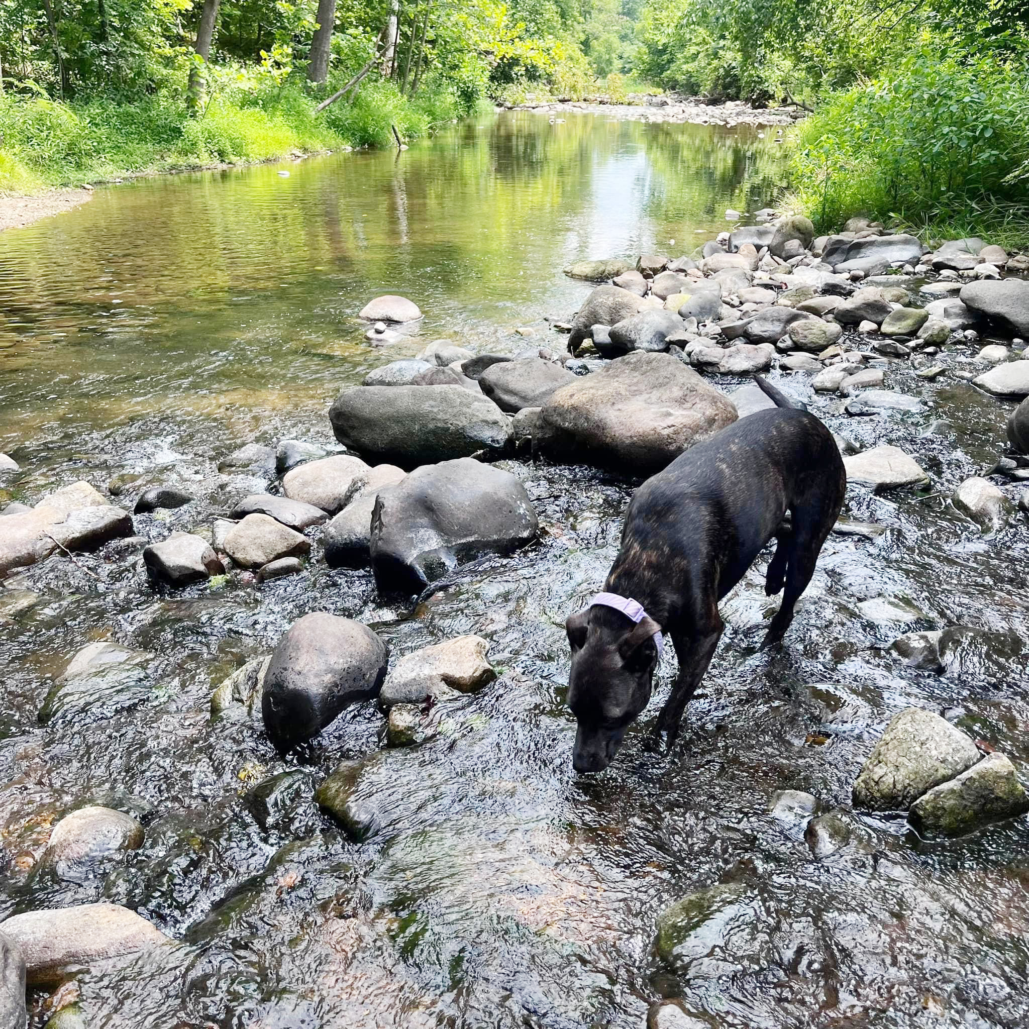 Dog Days-Hazel Anderson Romps in the Thornton River – Old town crier