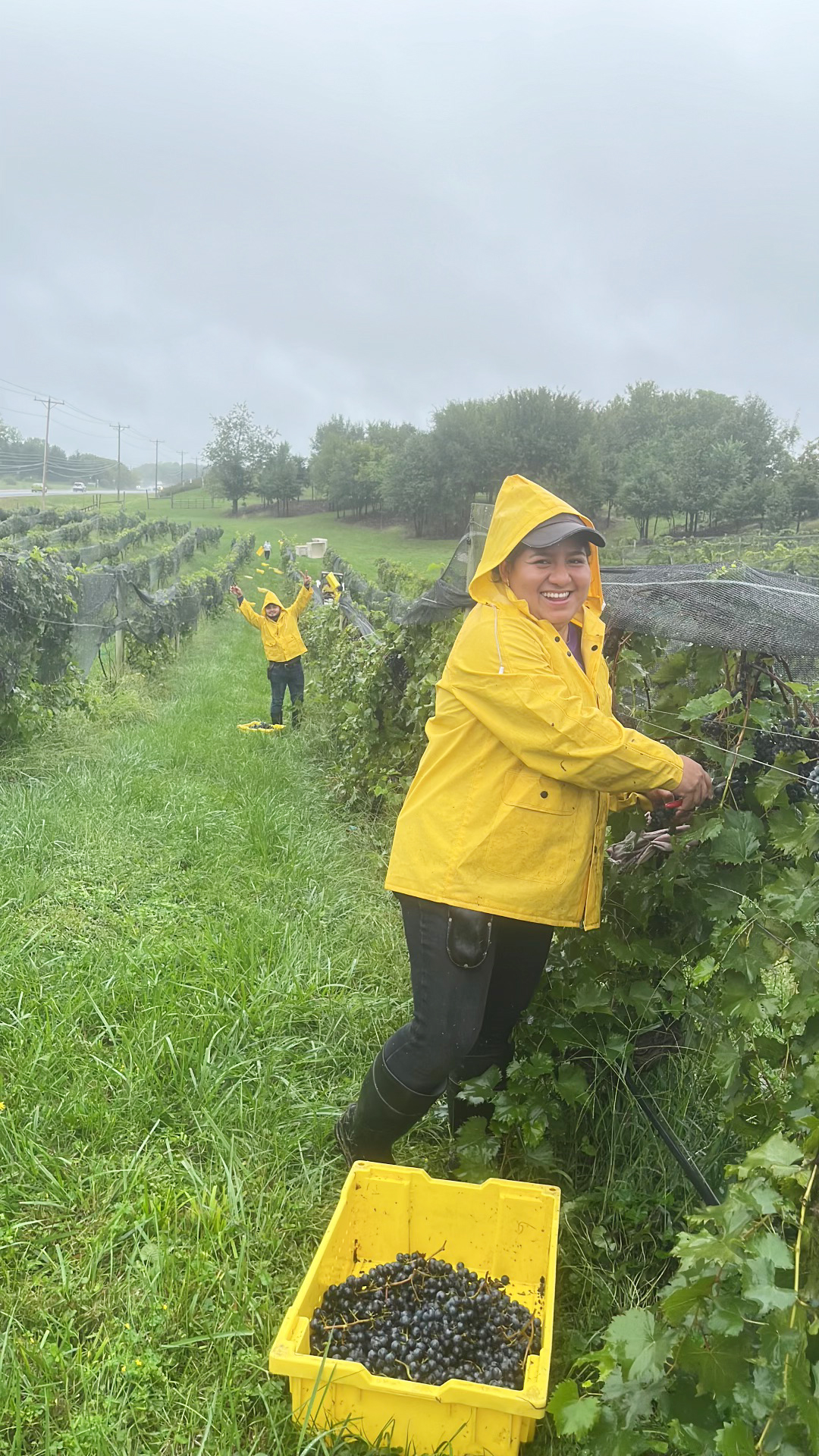 Exploring VA Wne – picking in the rain – Old town crier