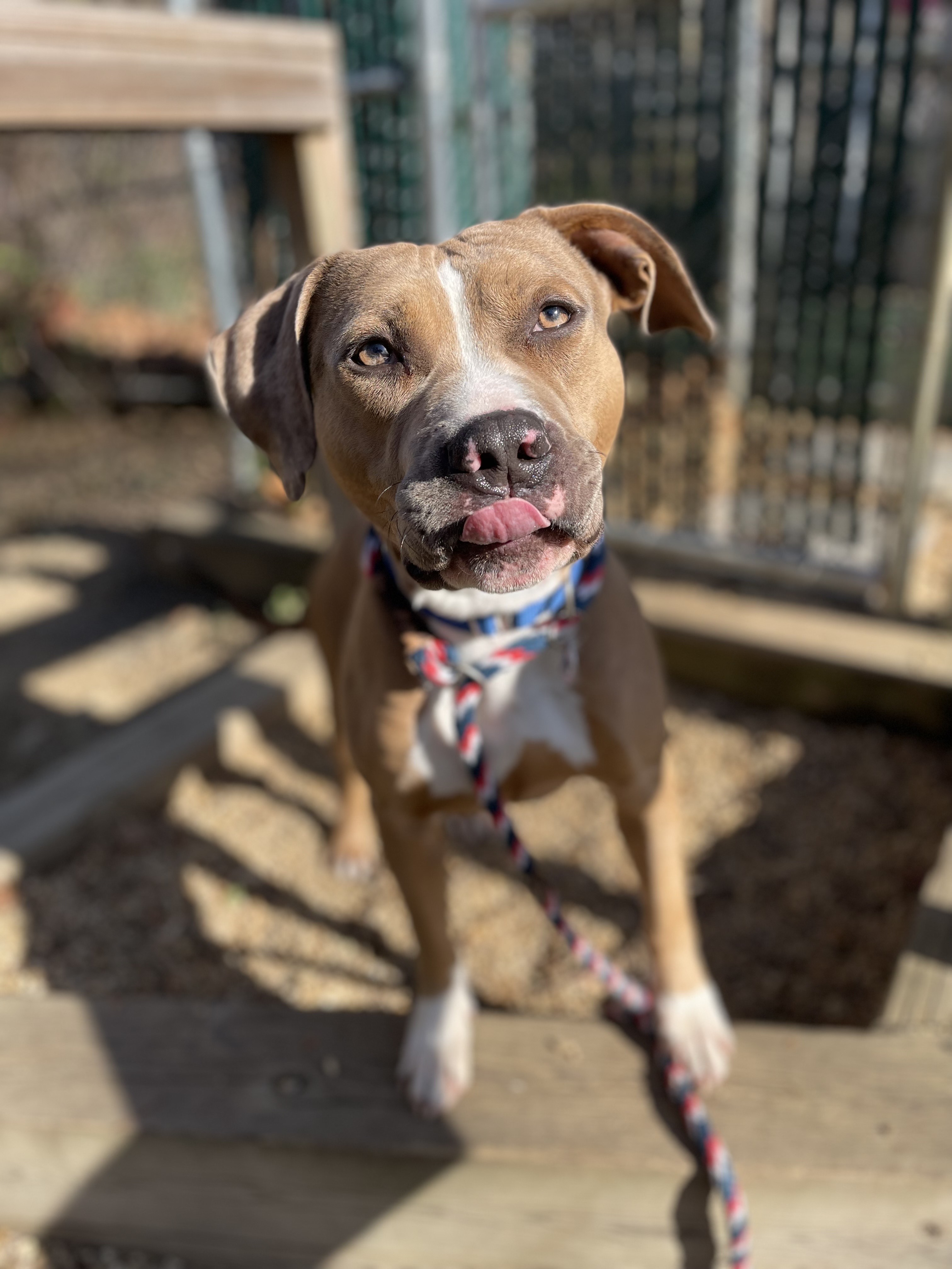 POM-Ike – Old town crier